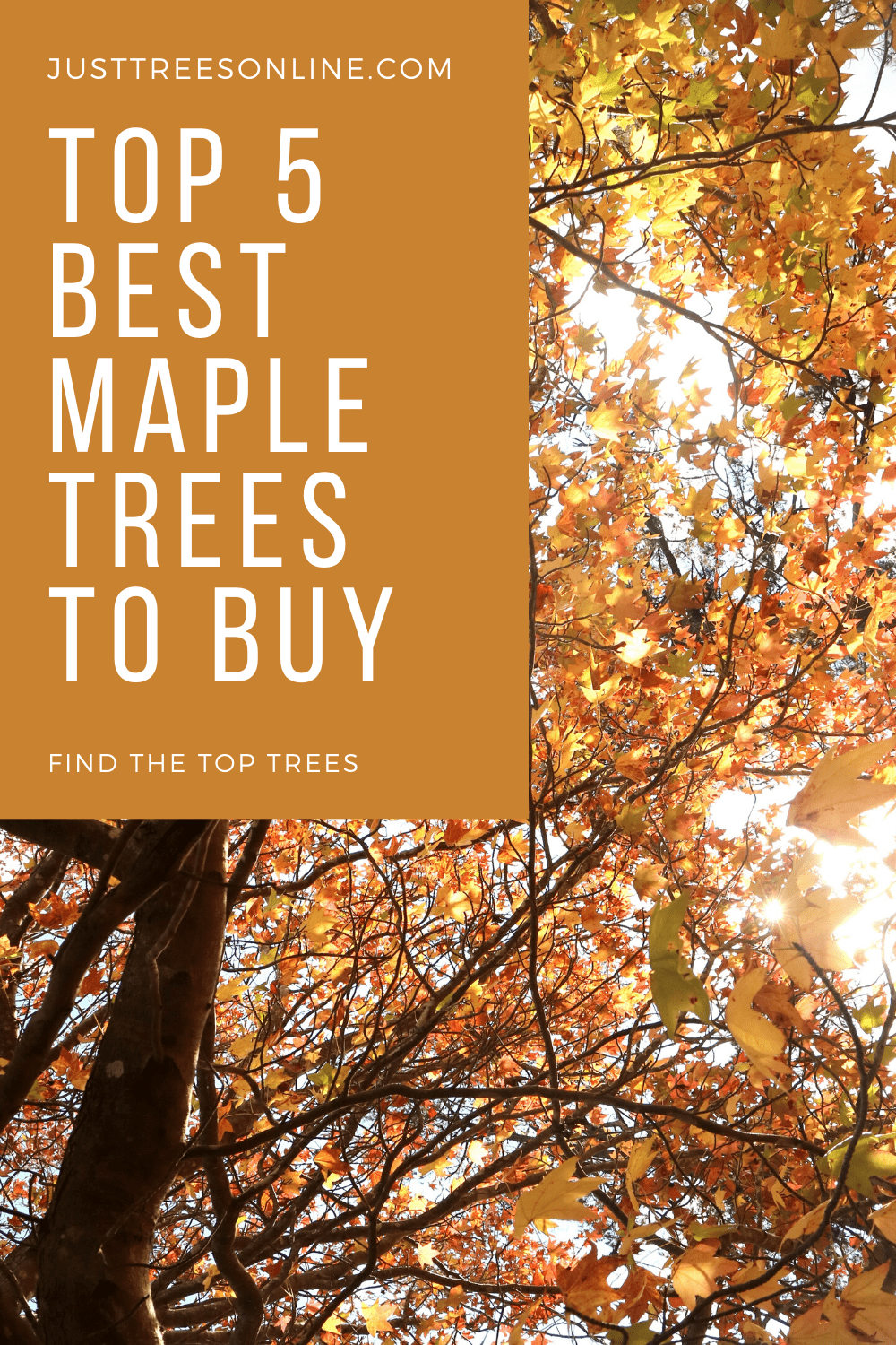 Looking To Buy A Maple Tree? Here are the top 5 maple trees to buy ...