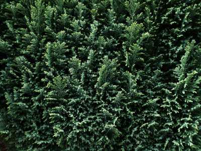 The Thuja Green Giant - What to know before you buy! [2020 guide ...