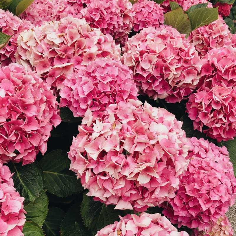 The Best Hydrangea Trees And Bushes To Buy | Just Trees Online
