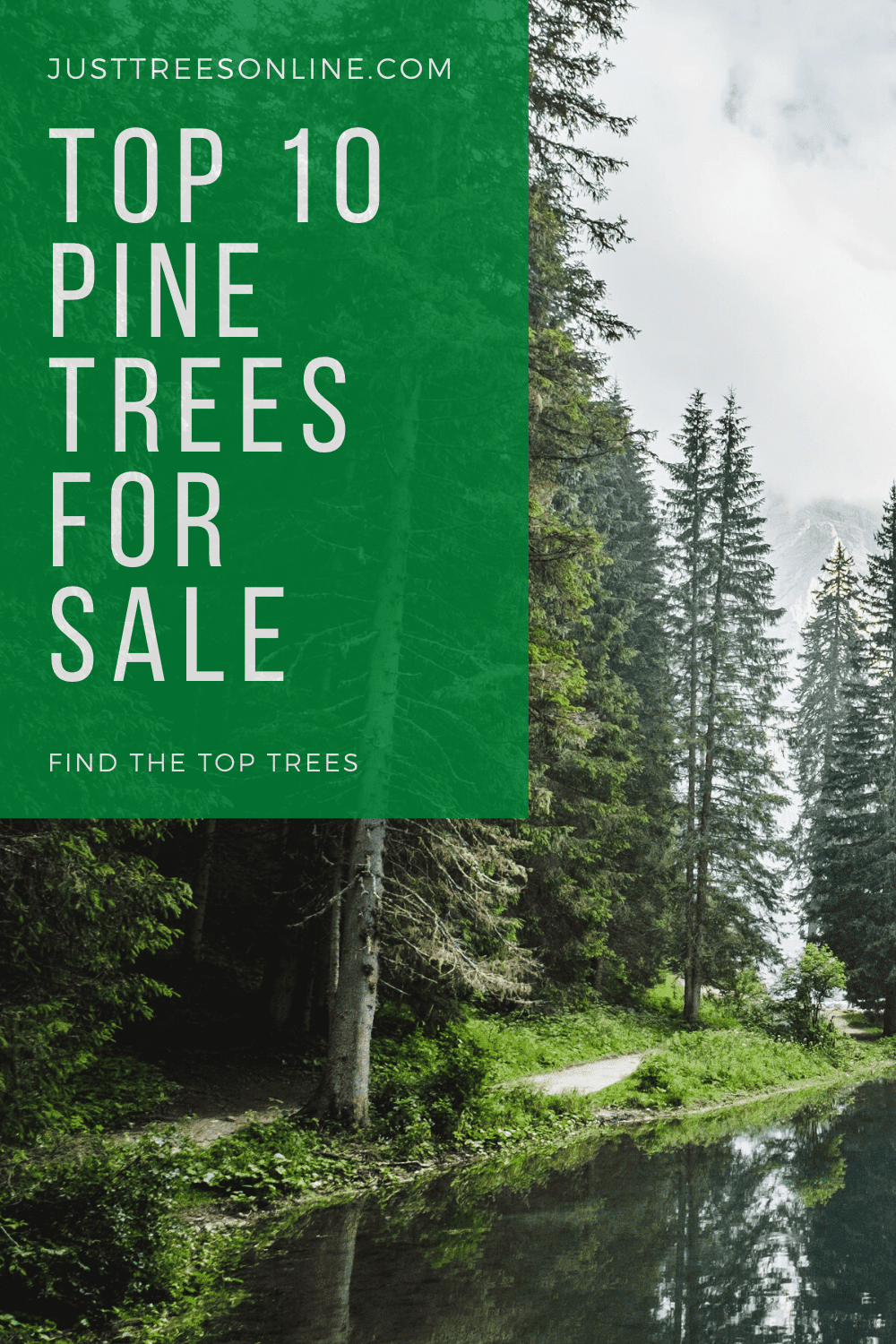 Top 10 Pine Trees For Sale | Just Trees Online