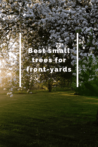 The Best 10 Small Trees For Your Front Yard | Just Trees Online