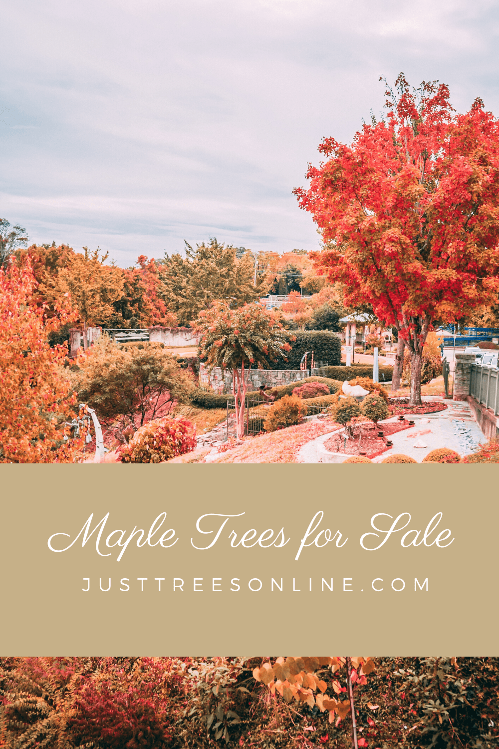 The Top Maple Trees For Sale | Just Trees Online