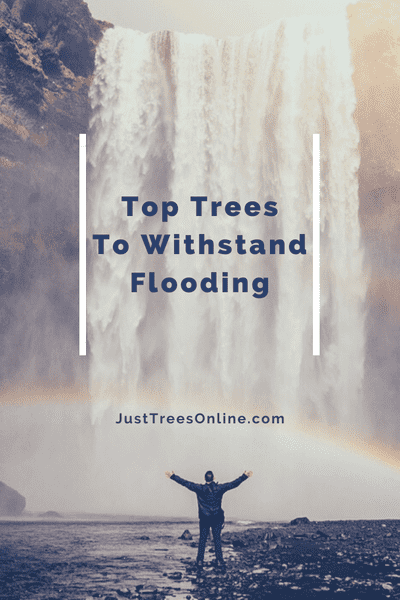 9 Trees that Can Survive Flooding | Just Trees Online