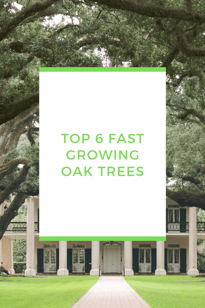The Top 6 Fast Growing Oak Trees That Stay Healthy | Just Trees Online