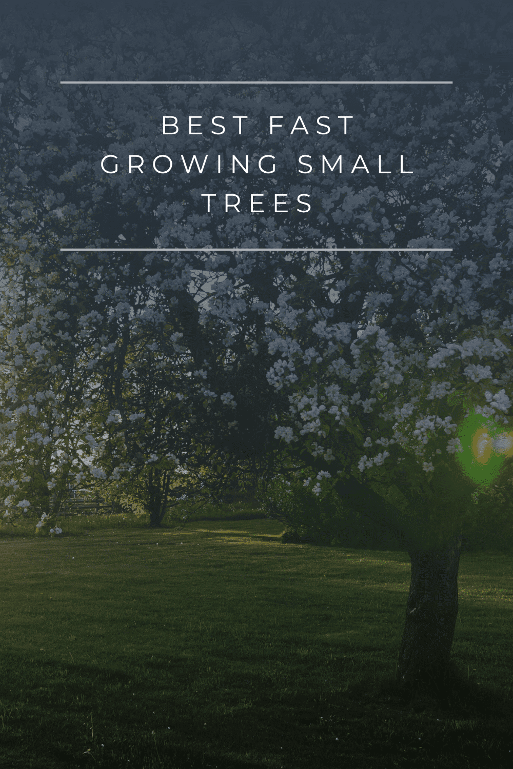 The Best Fast Growing Small Trees You Can Buy | Just Trees Online