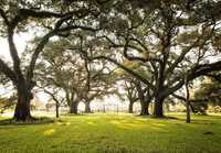 Top Live Oak Trees to Buy for a Beautiful Landscape | Just Trees Online