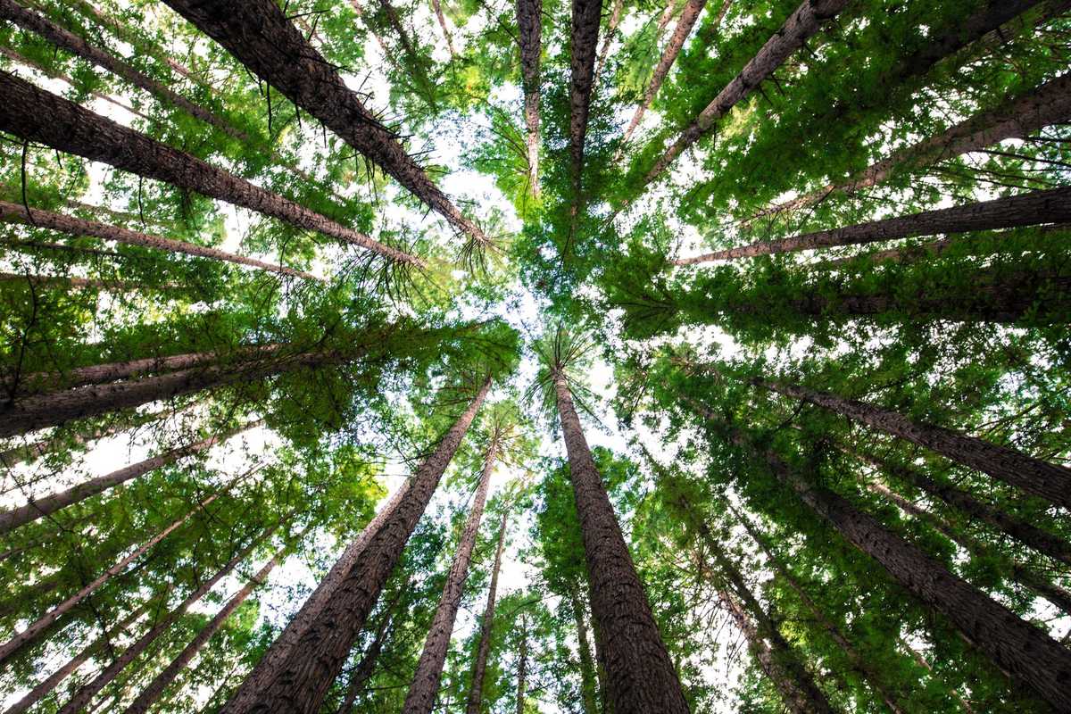 The Top 5 Fastest Growing Trees (And how to buy them today) | Just ...