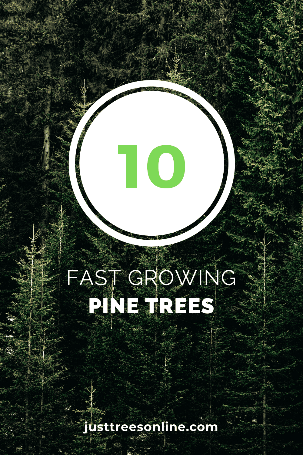 Fast Growing Pine Trees To Buy | Just Trees Online