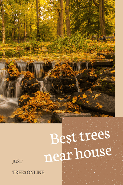 The 11 Best Trees To Plant Near The House | Just Trees Online