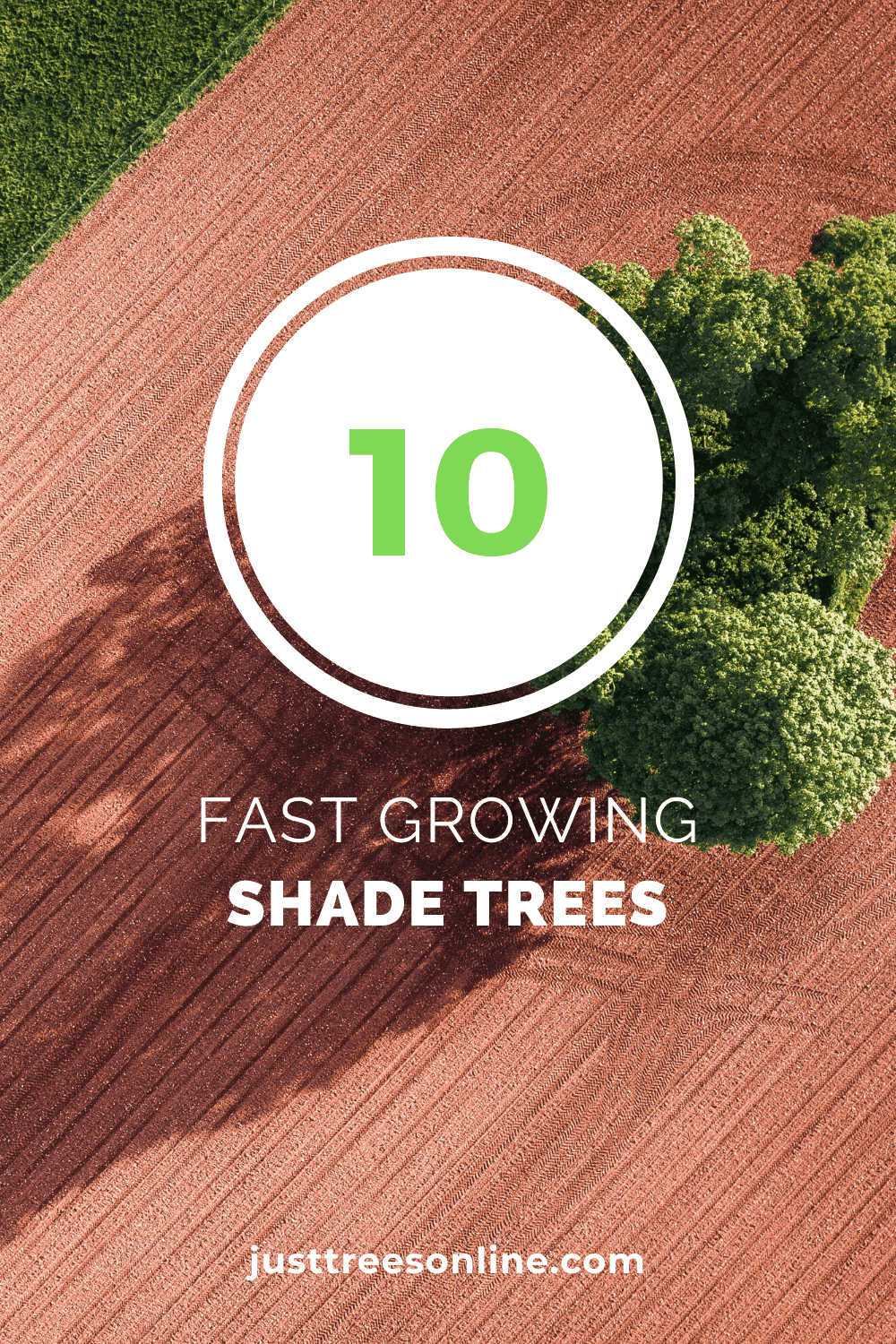 Fast Growing Shade Trees | Just Trees Online