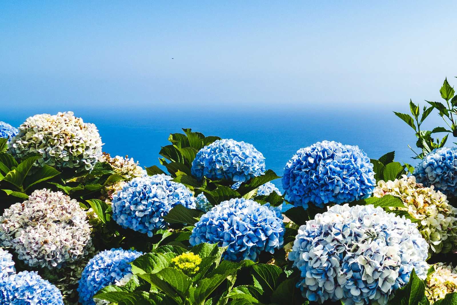 The Best Hydrangea Trees And Bushes To Buy | Just Trees Online
